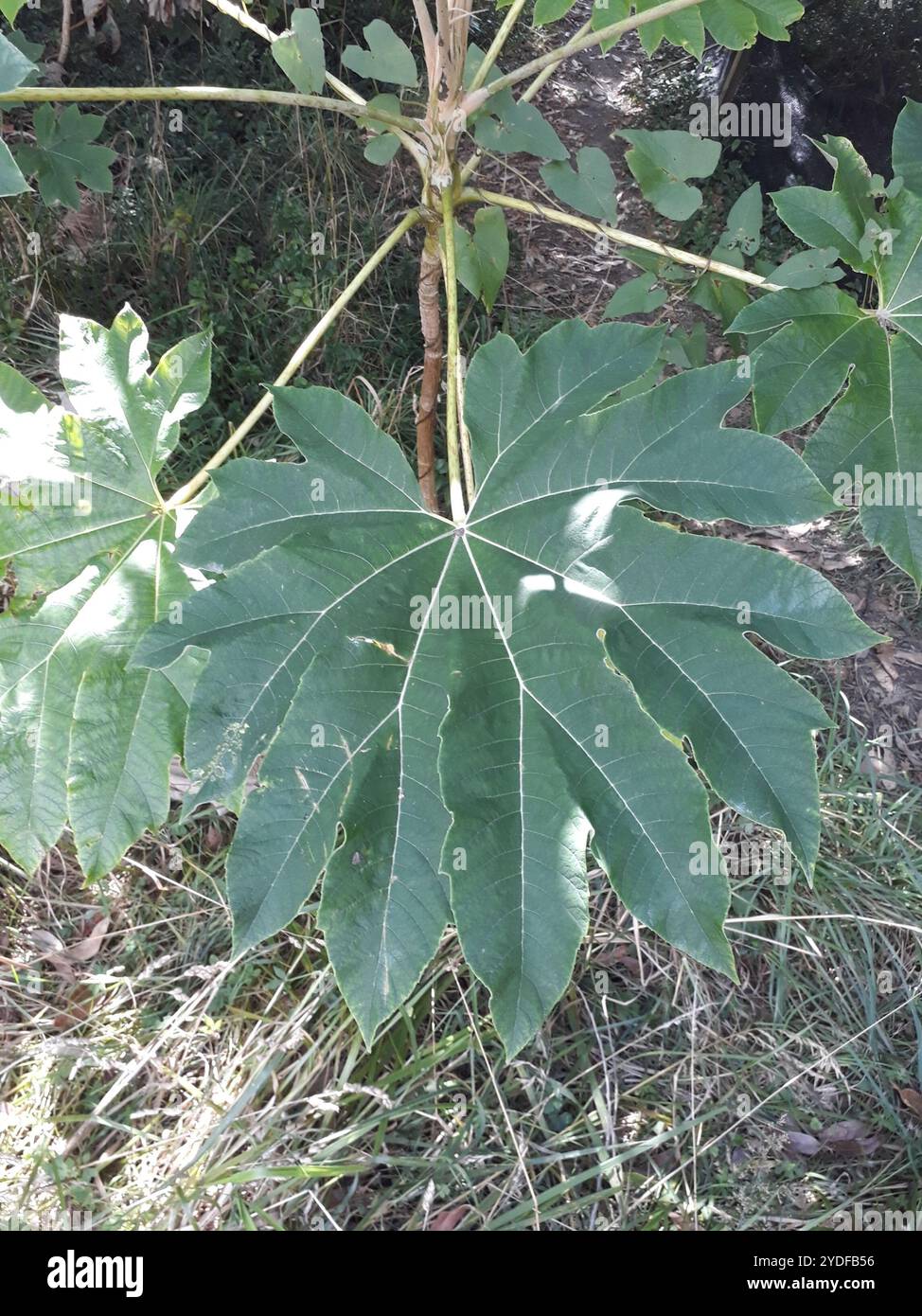 Rice paper plant (Tetrapanax papyrifer Stock Photo - Alamy