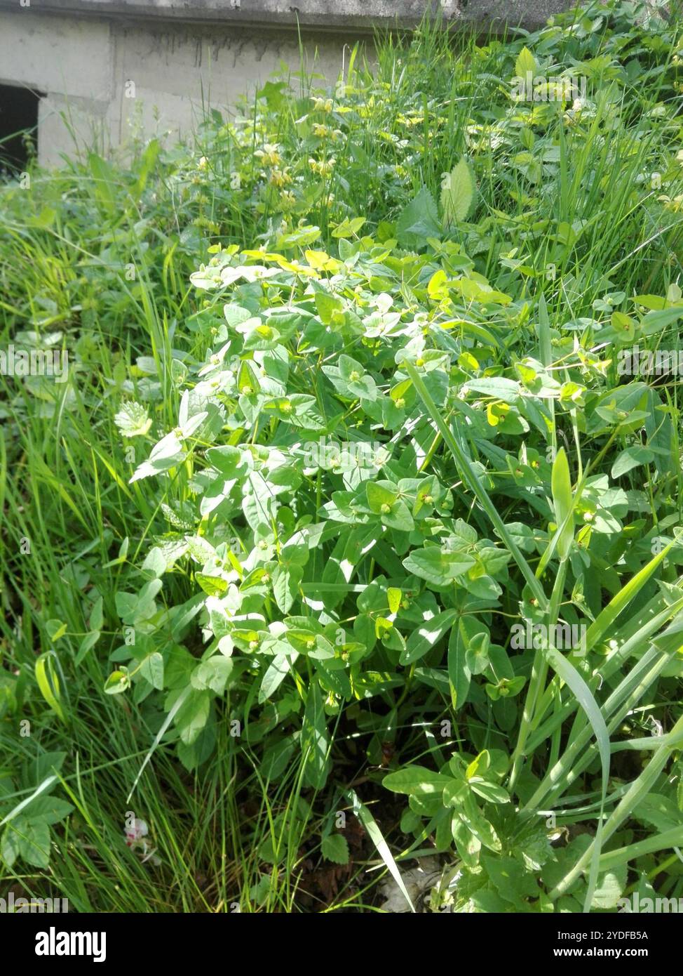 Sweet Spurge (Euphorbia dulcis Stock Photo - Alamy