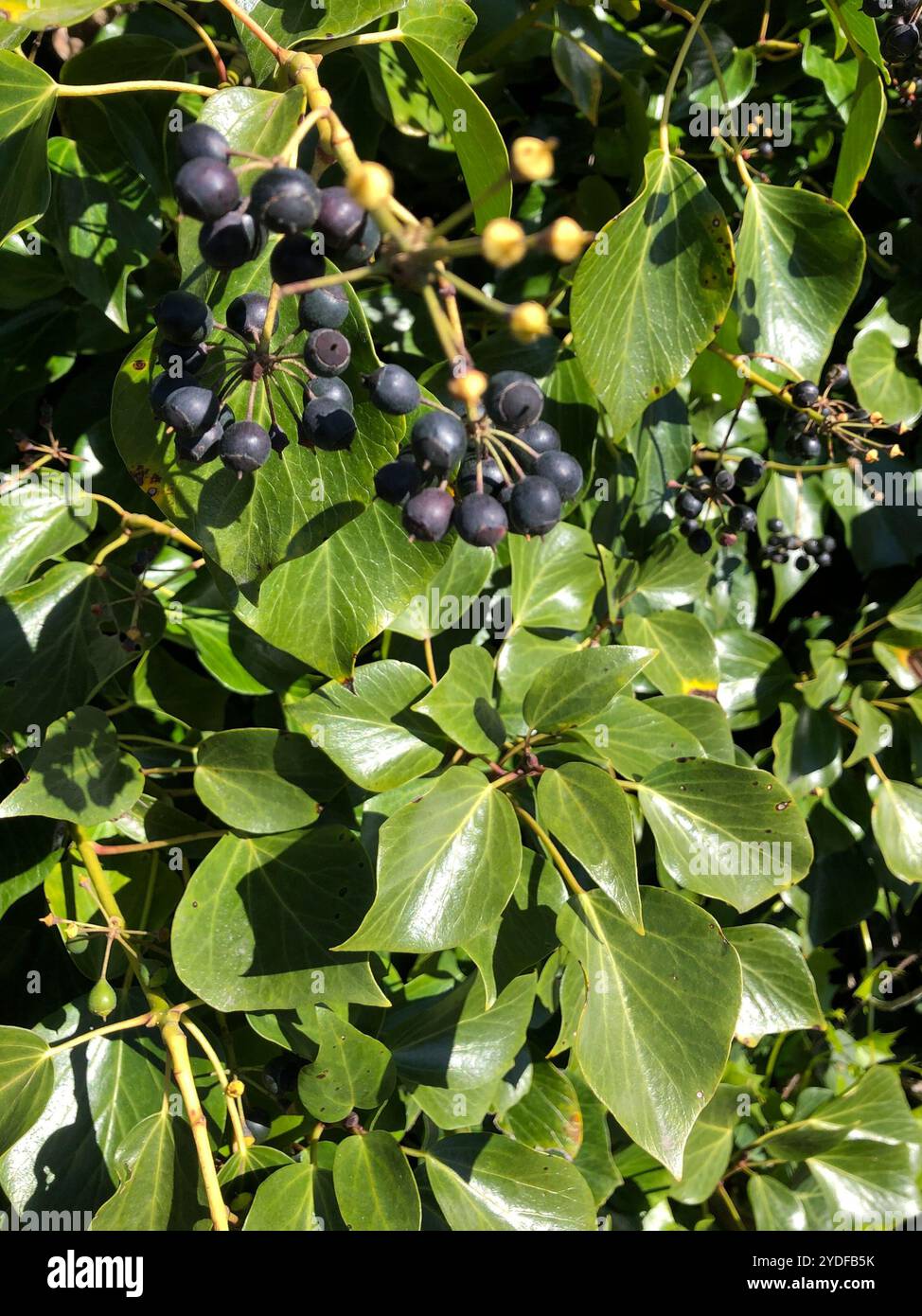 Canary Islands Ivy (Hedera canariensis Stock Photo - Alamy