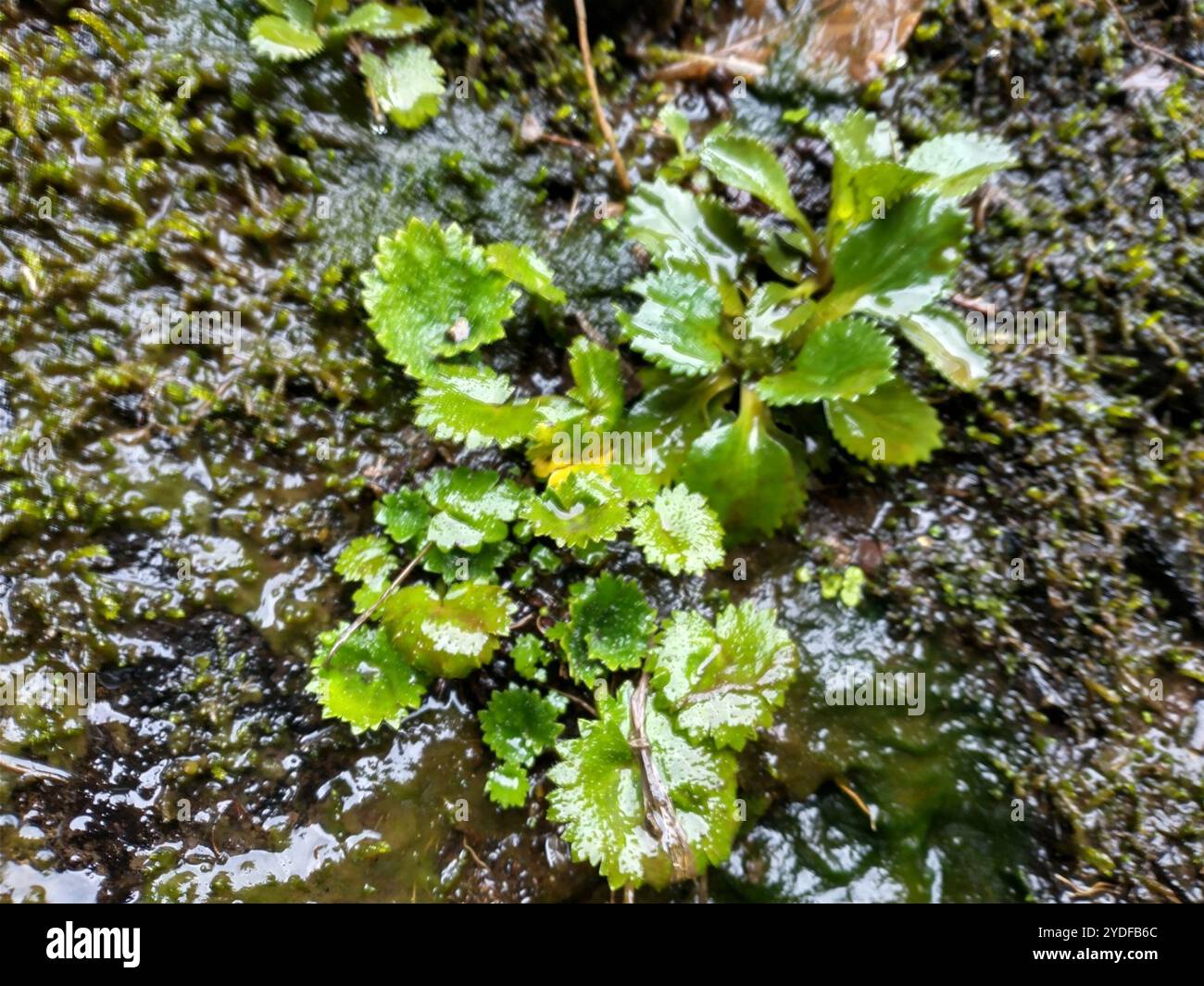 wood saxifrage (Saxifraga mertensiana Stock Photo - Alamy