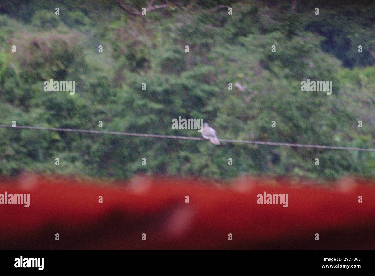 Pale-vented Pigeon (Patagioenas cayennensis Stock Photo - Alamy