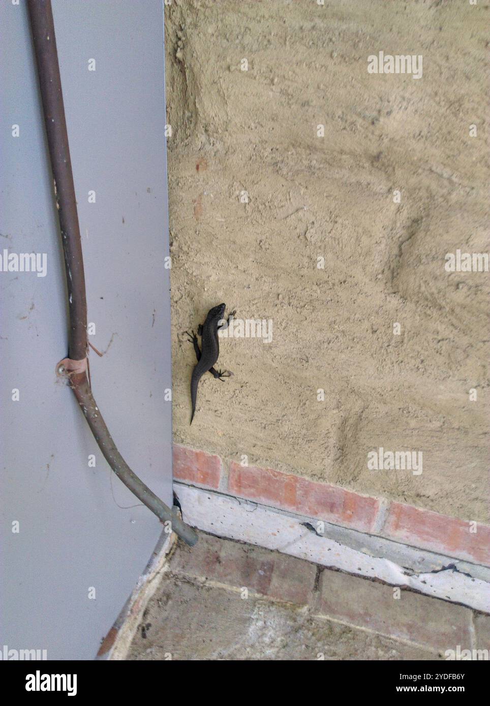 Black Rock Skink (Egernia saxatilis Stock Photo - Alamy