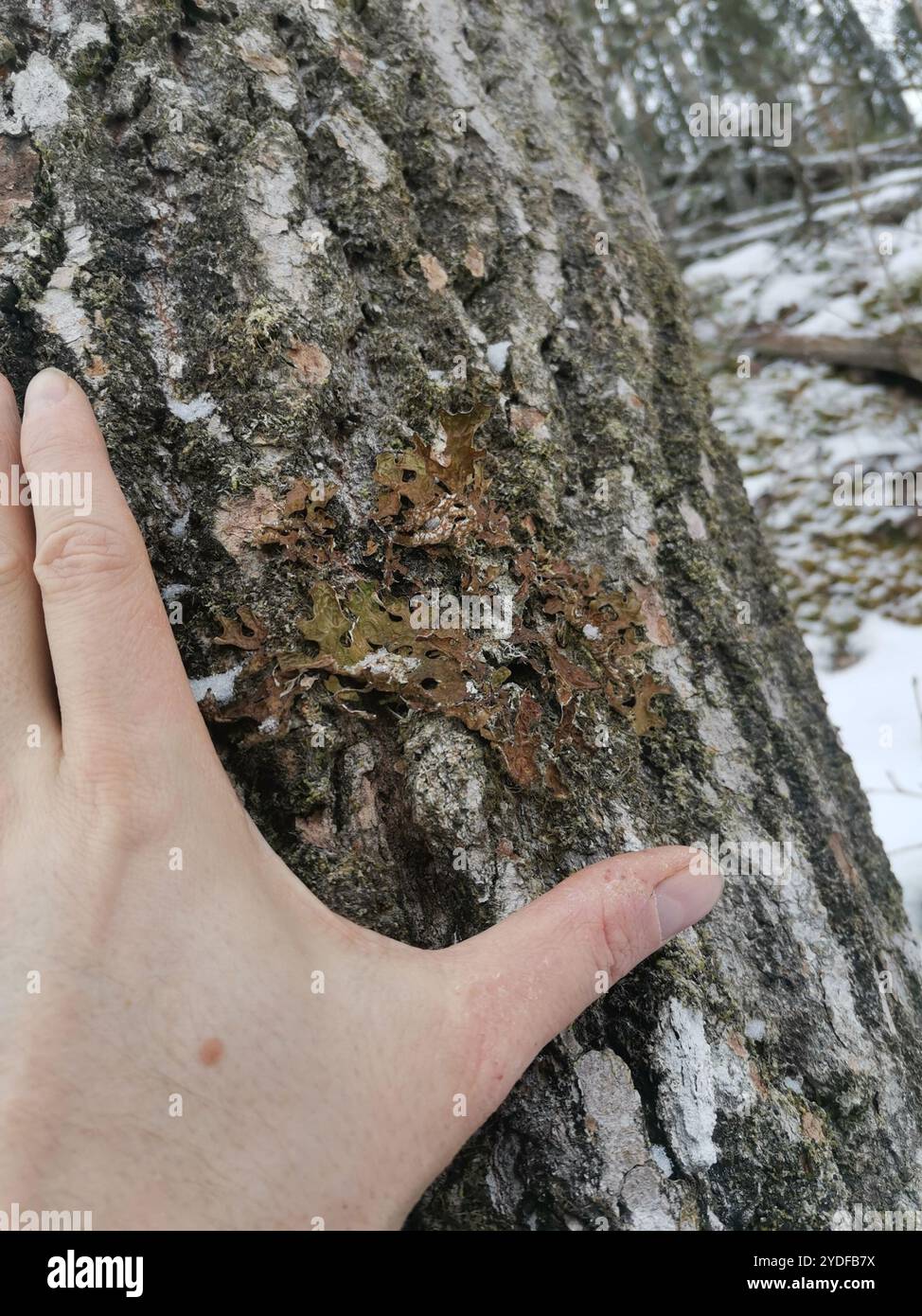 Tree Lungwort (Lobaria pulmonaria Stock Photo - Alamy