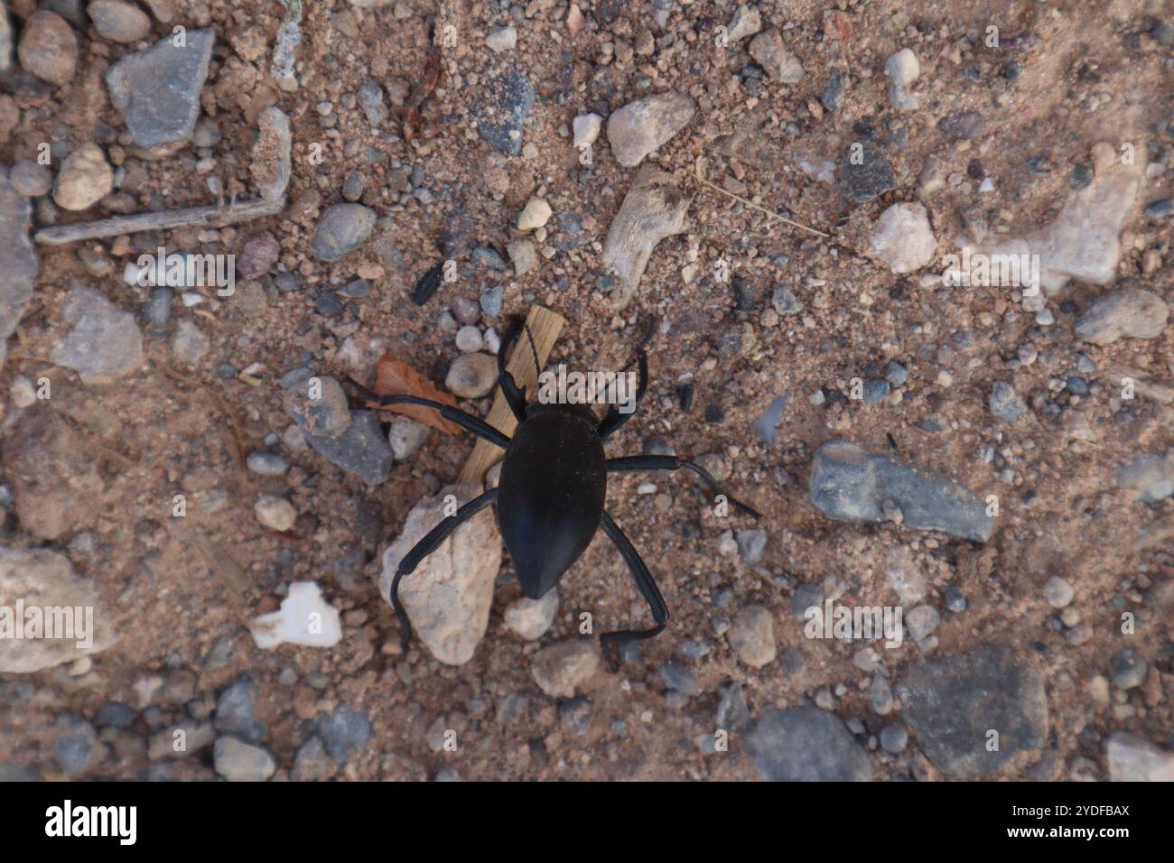 Armored Stink Beetle (Eleodes armata Stock Photo - Alamy