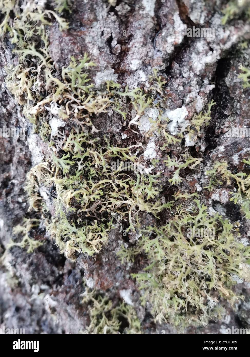 Great Ciliated Lichen (Anaptychia ciliaris Stock Photo - Alamy