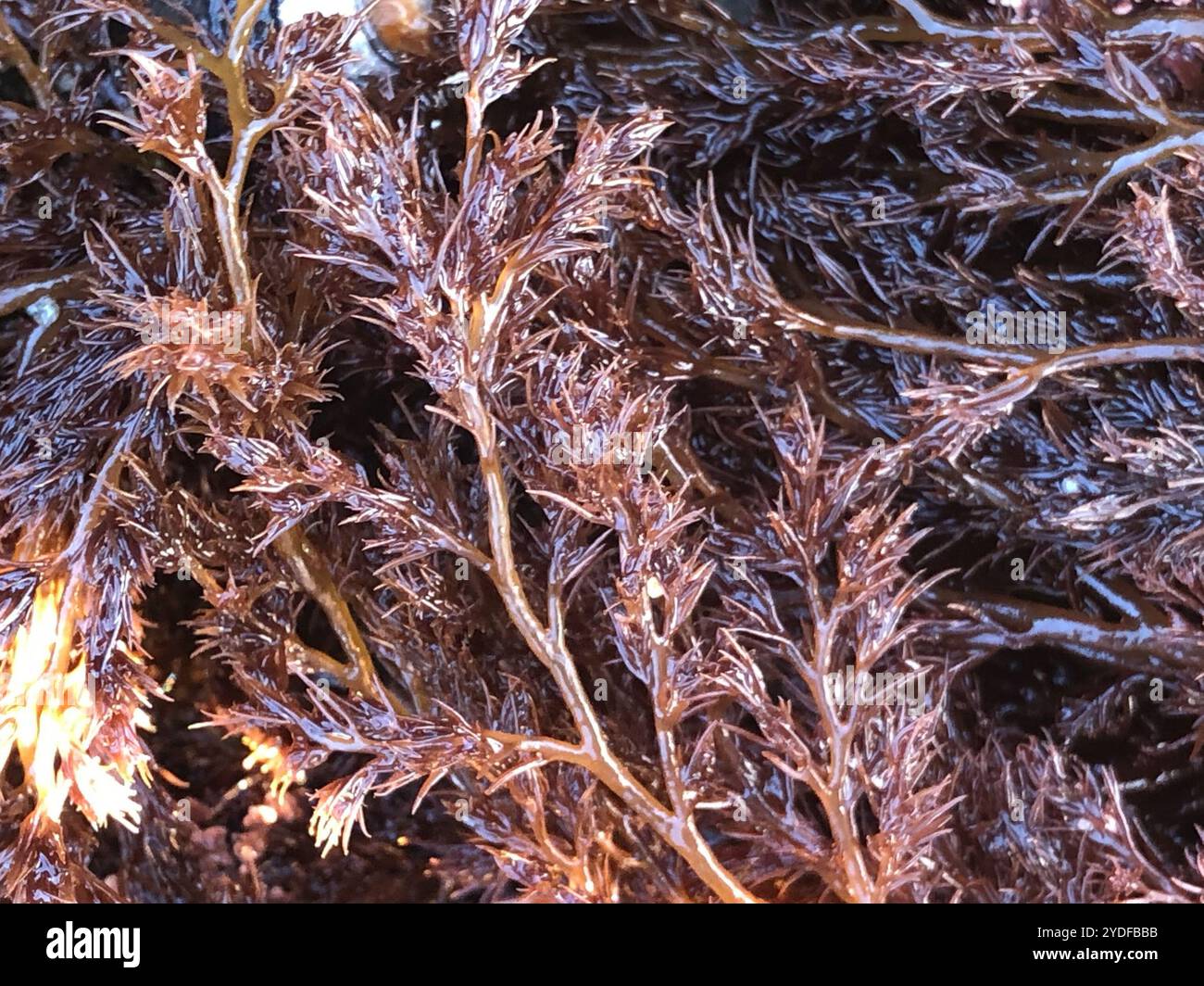 sea brush (Odonthalia floccosa Stock Photo - Alamy