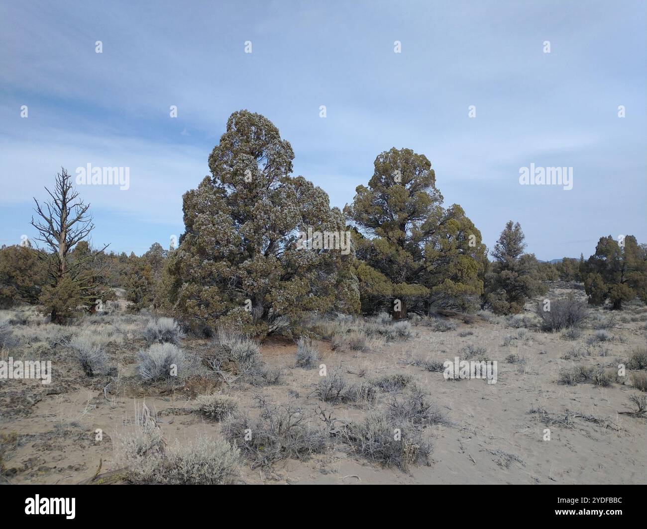 western juniper (Juniperus occidentalis Stock Photo - Alamy