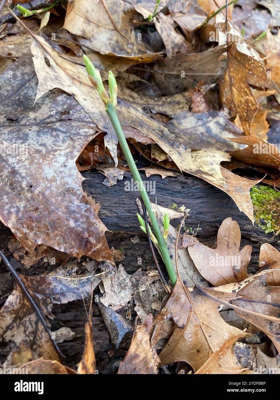 Running Strawberry-bush (Euonymus obovatus Stock Photo - Alamy