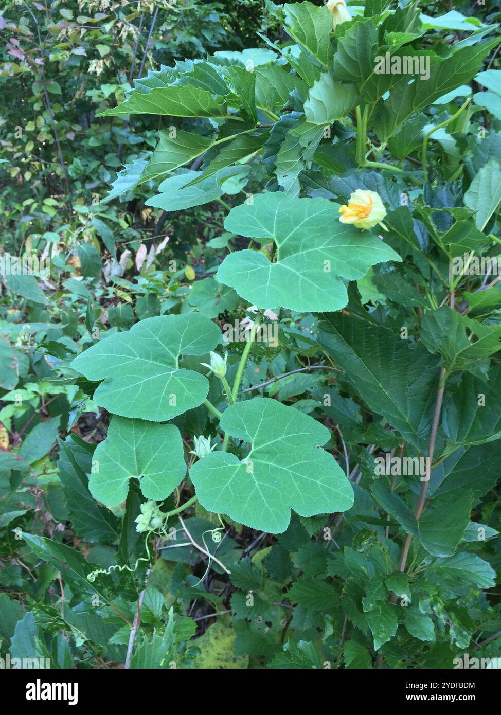 gourd family (Cucurbitaceae Stock Photo - Alamy
