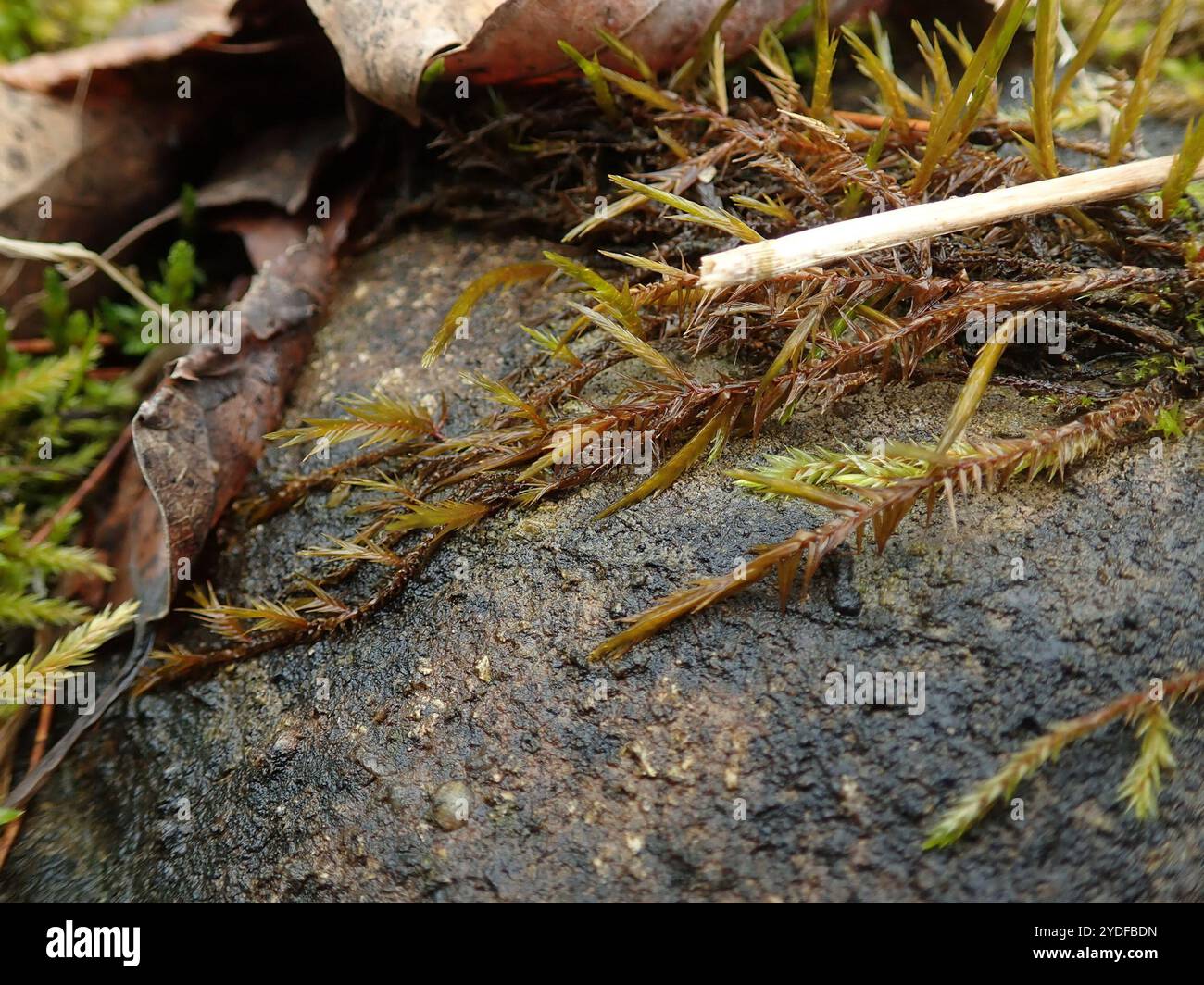 Willow Moss (Fontinalis antipyretica Stock Photo - Alamy