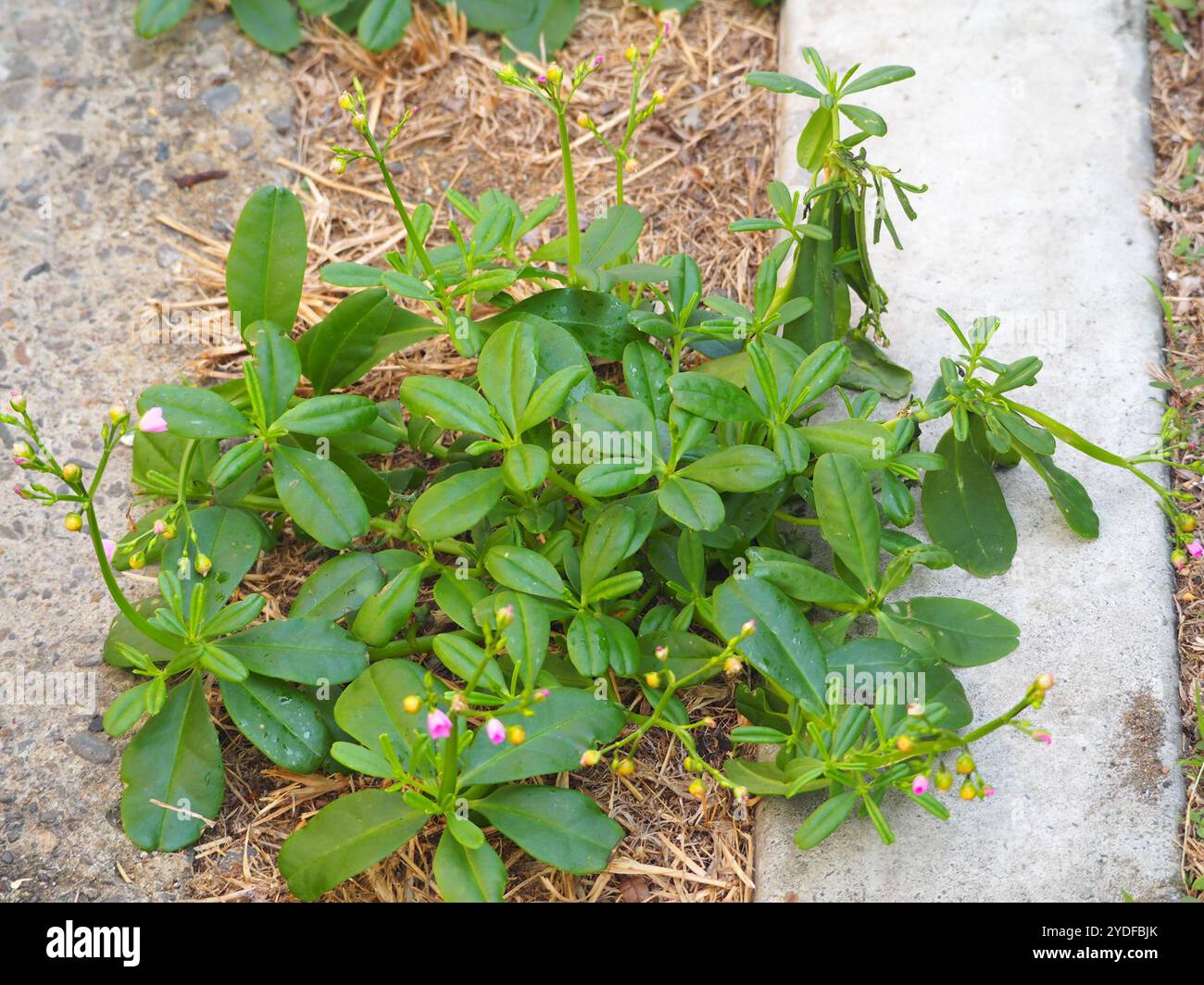 Philippine spinach (Talinum fruticosum Stock Photo - Alamy