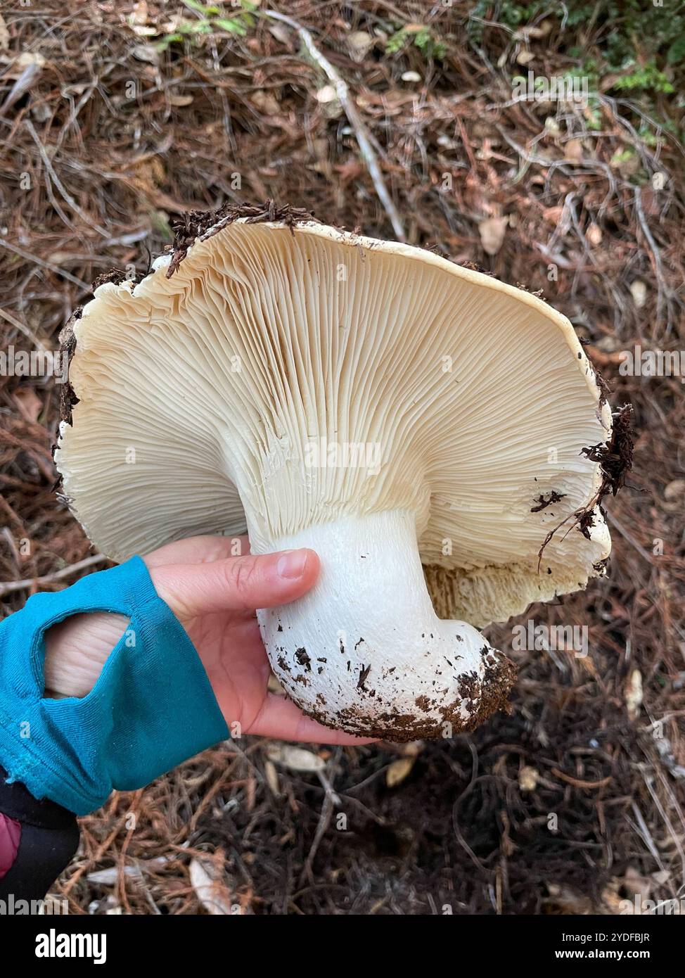 Russula brevipes hi-res stock photography and images - Alamy