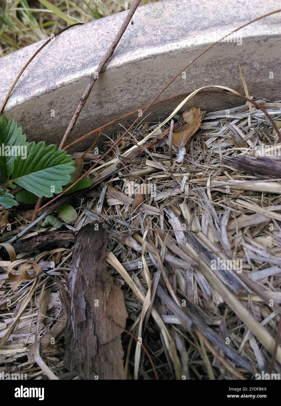 Gumleaf hi-res stock photography and images - Alamy