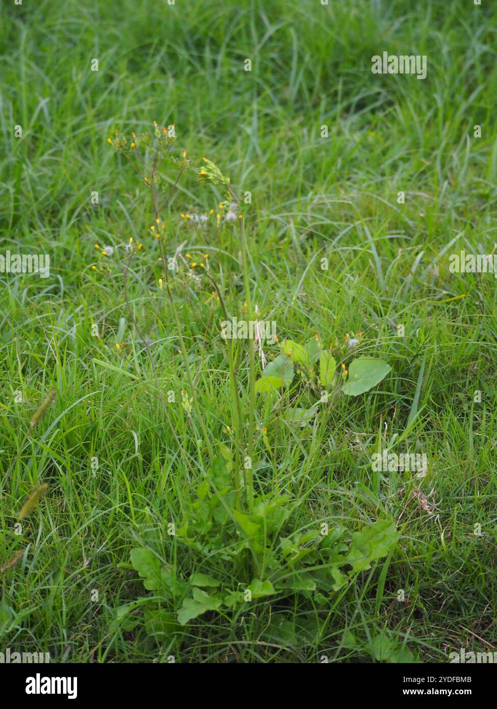 Oriental false hawksbeard (Youngia japonica Stock Photo - Alamy
