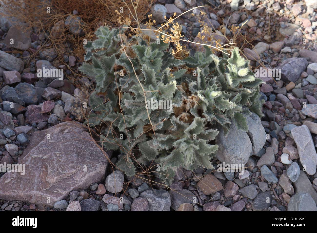 desert rock nettle (Eucnide urens Stock Photo - Alamy