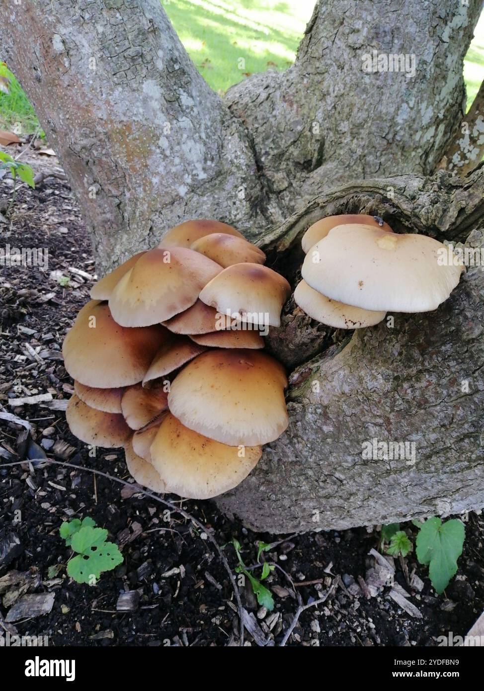 Tawaka (Cyclocybe parasitica Stock Photo - Alamy