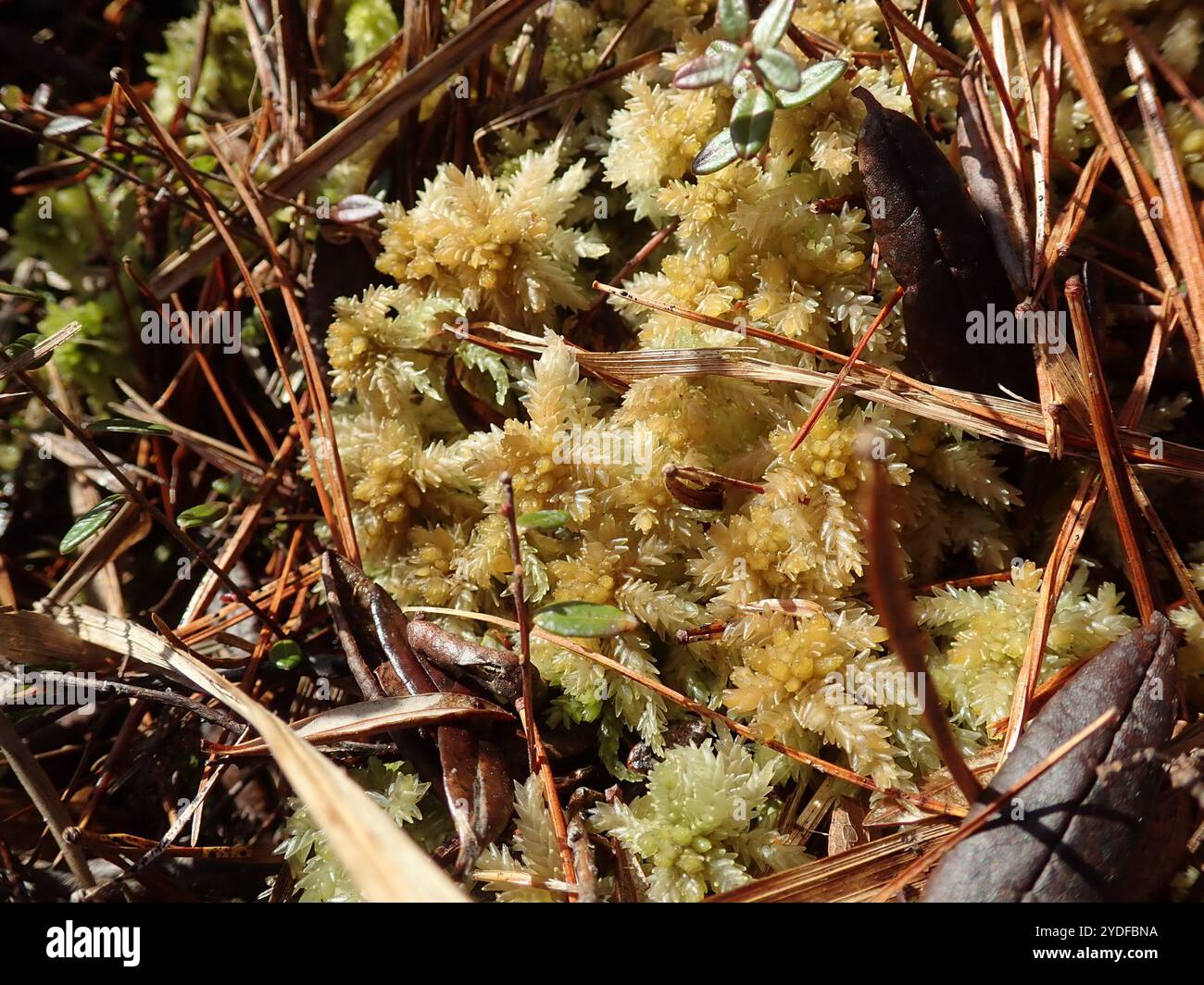 Papillose Peatmoss (Sphagnum papillosum Stock Photo - Alamy