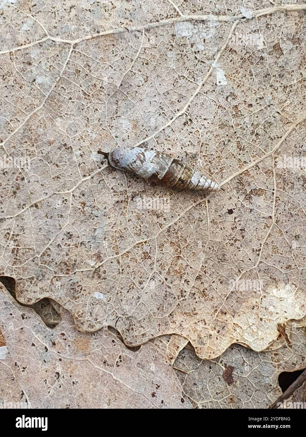 Plaited Door-snail (Cochlodina laminata Stock Photo - Alamy