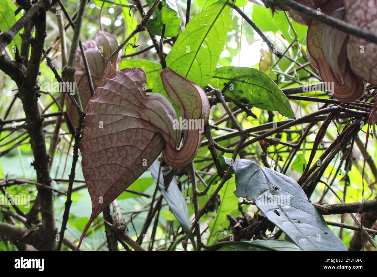 pelican flower (Aristolochia grandiflora Stock Photo - Alamy