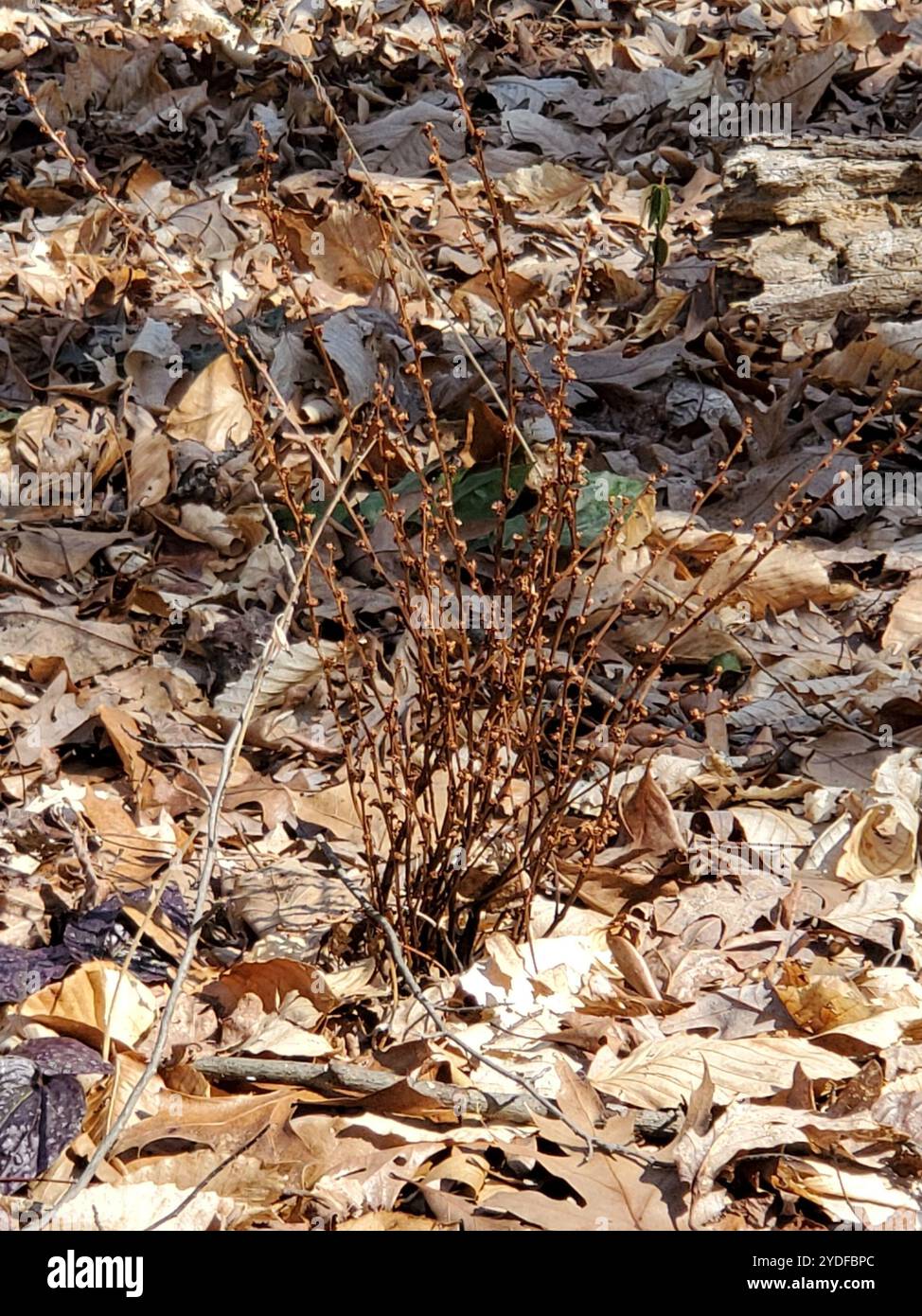 Beechdrops (Epifagus virginiana Stock Photo - Alamy