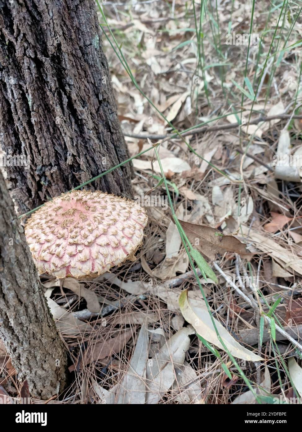 Boletellus hi-res stock photography and images - Alamy