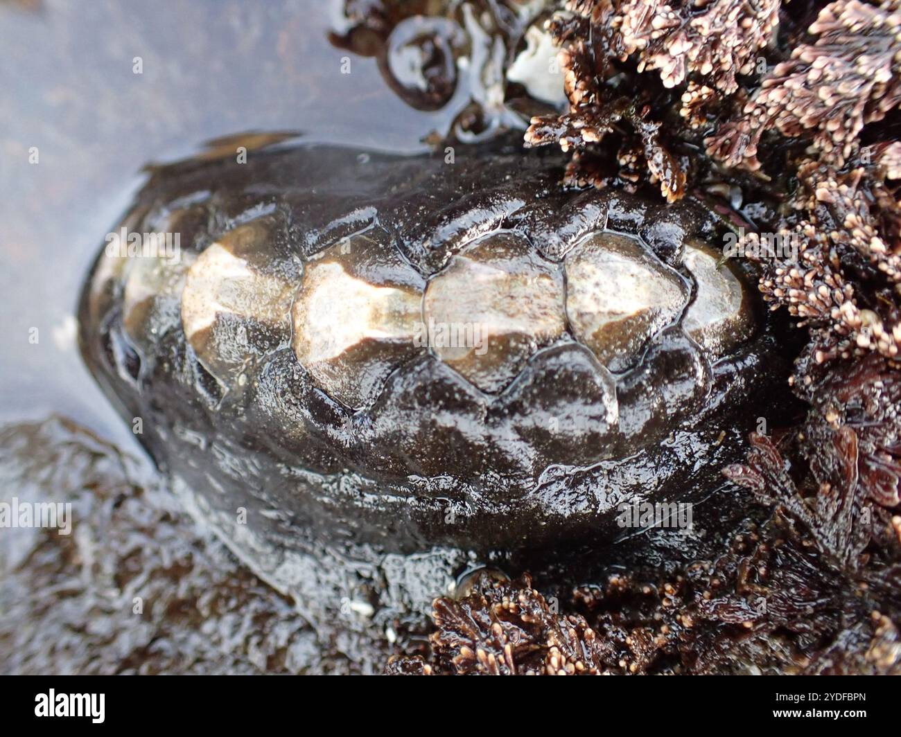 Black Leather Chiton (Katharina tunicata Stock Photo - Alamy