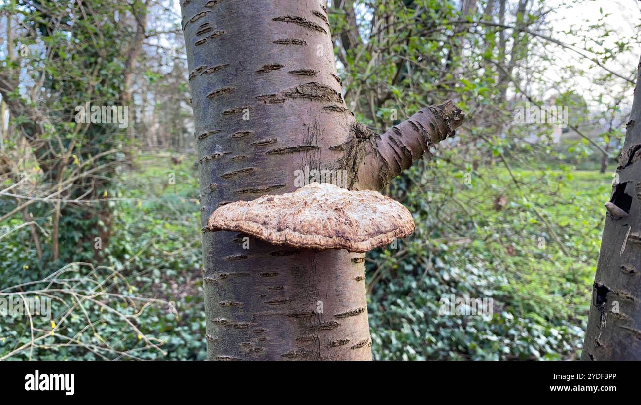 Thin-walled Maze Polypore (Daedaleopsis confragosa Stock Photo - Alamy