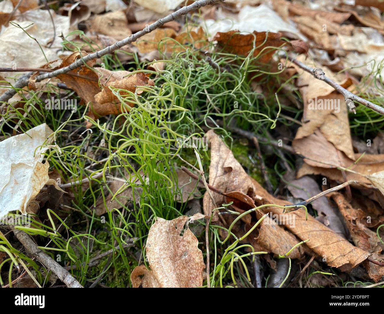 dwarf horsetail (Equisetum scirpoides Stock Photo - Alamy