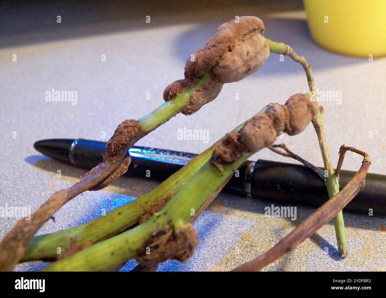 yellow trumpetbush gall rust (Prospodium transformans Stock Photo - Alamy