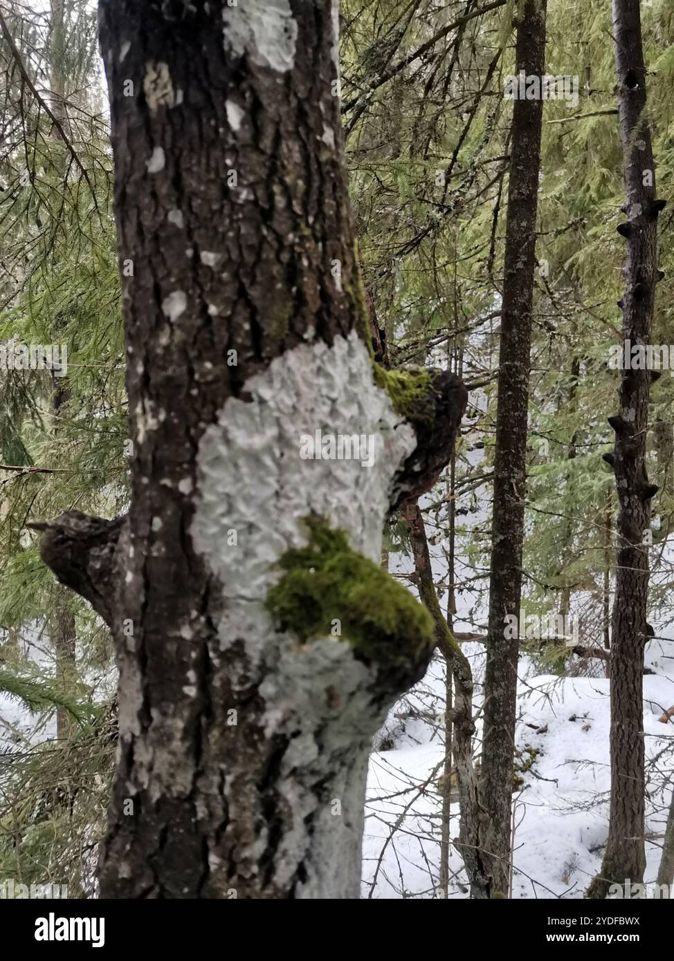 European aspen (Populus tremula Stock Photo - Alamy