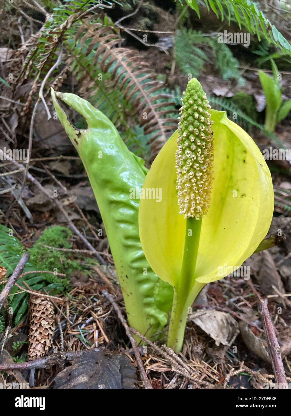 western skunk cabbage (Lysichiton americanus Stock Photo - Alamy