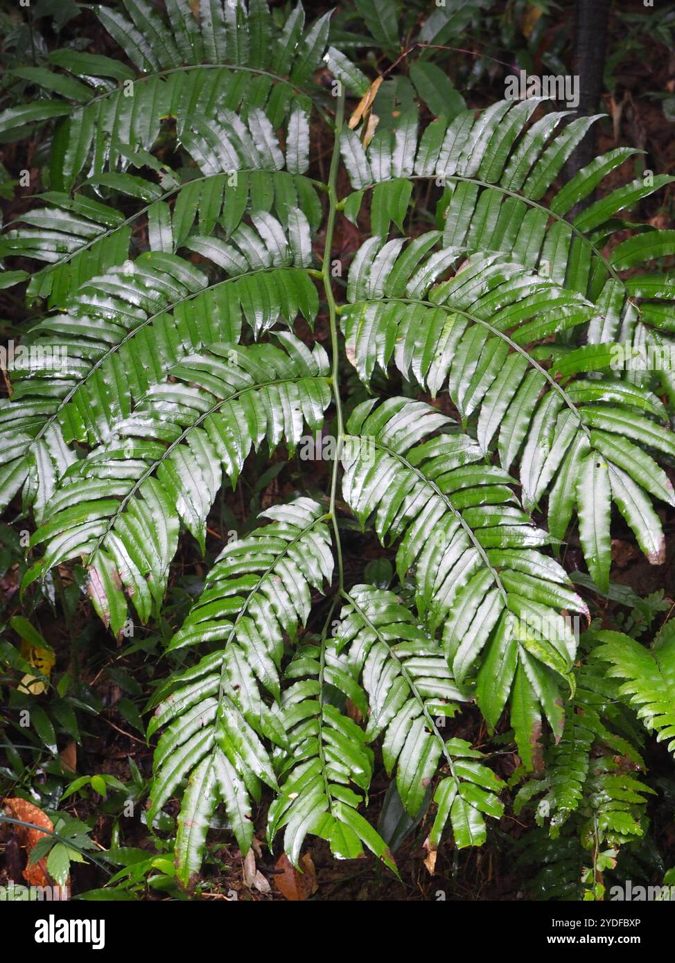 Angiopteris lygodiifolia hi-res stock photography and images - Alamy