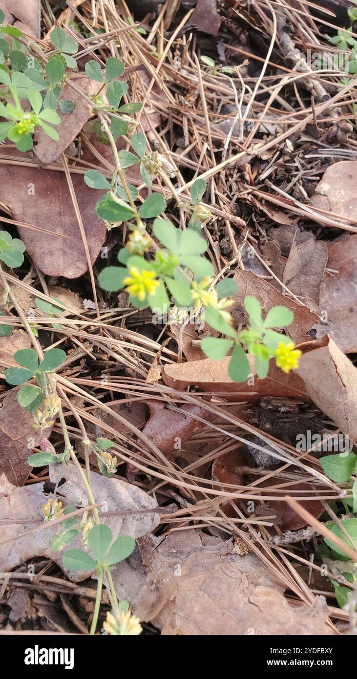 Lesser hop trefoil (Trifolium dubium Stock Photo - Alamy