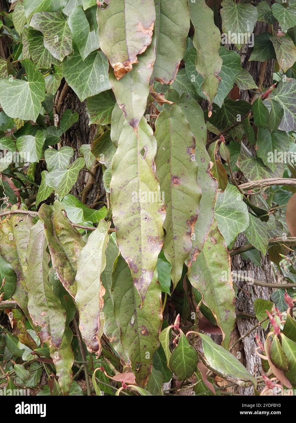cross vine (Bignonia capreolata Stock Photo - Alamy