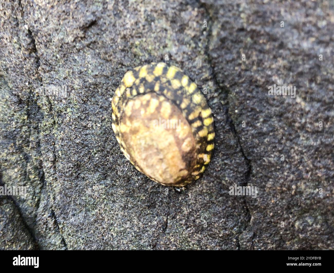 Plate Limpet (Lottia scutum Stock Photo - Alamy