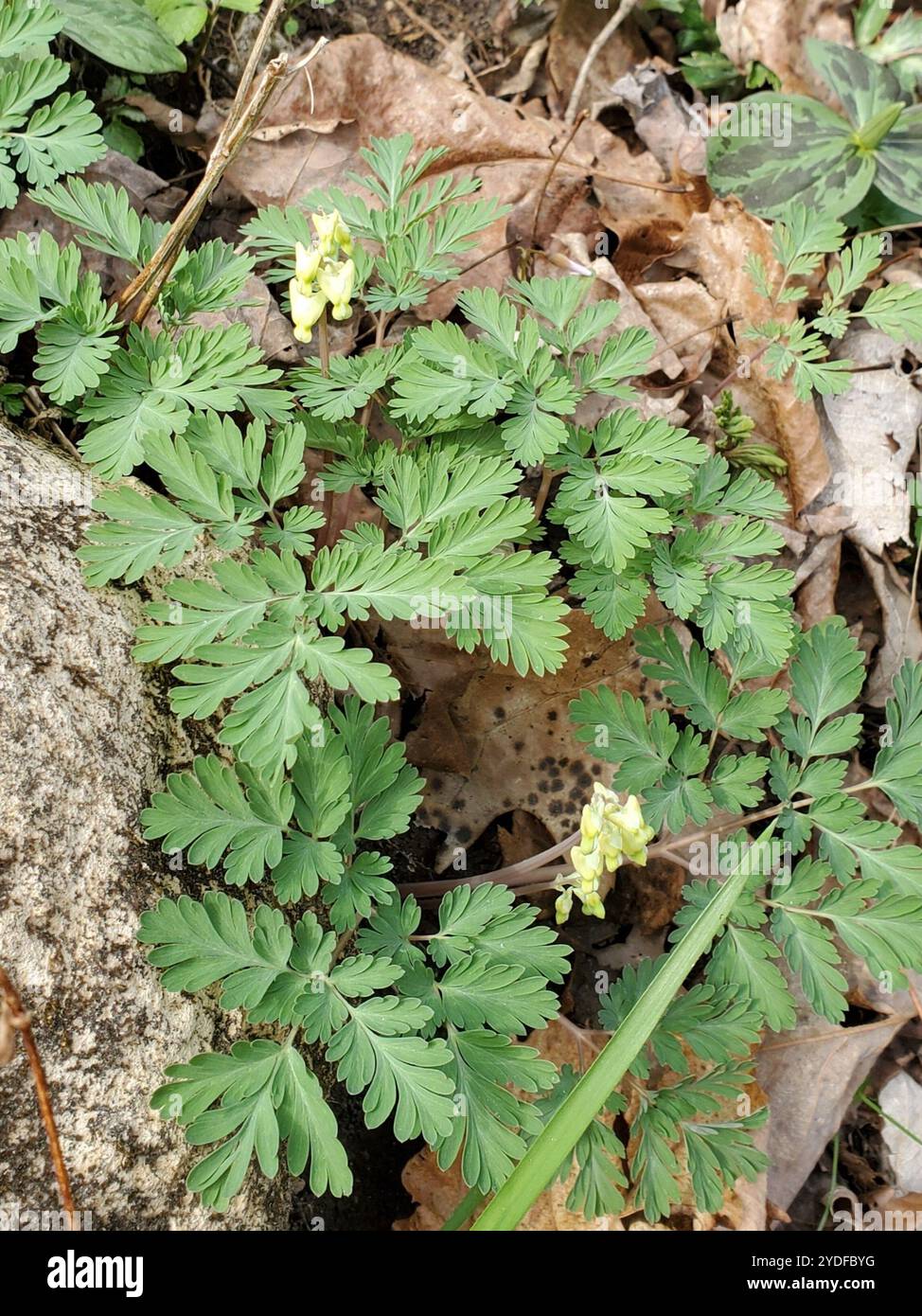 Dutchman's breeches (Dicentra cucullaria Stock Photo - Alamy