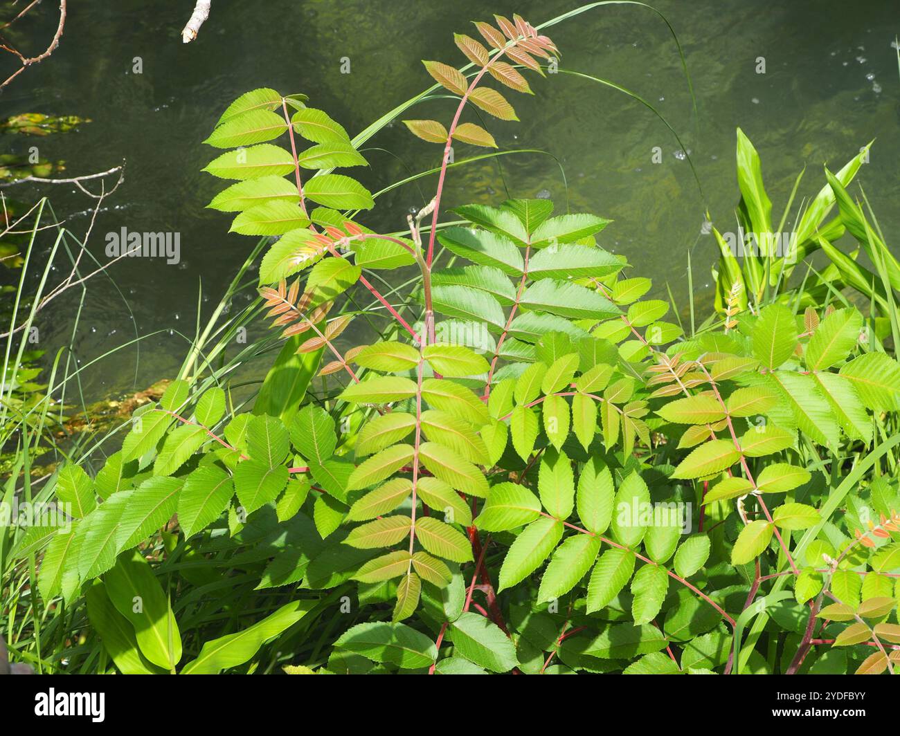 (Rhus chinensis roxburghii Stock Photo - Alamy