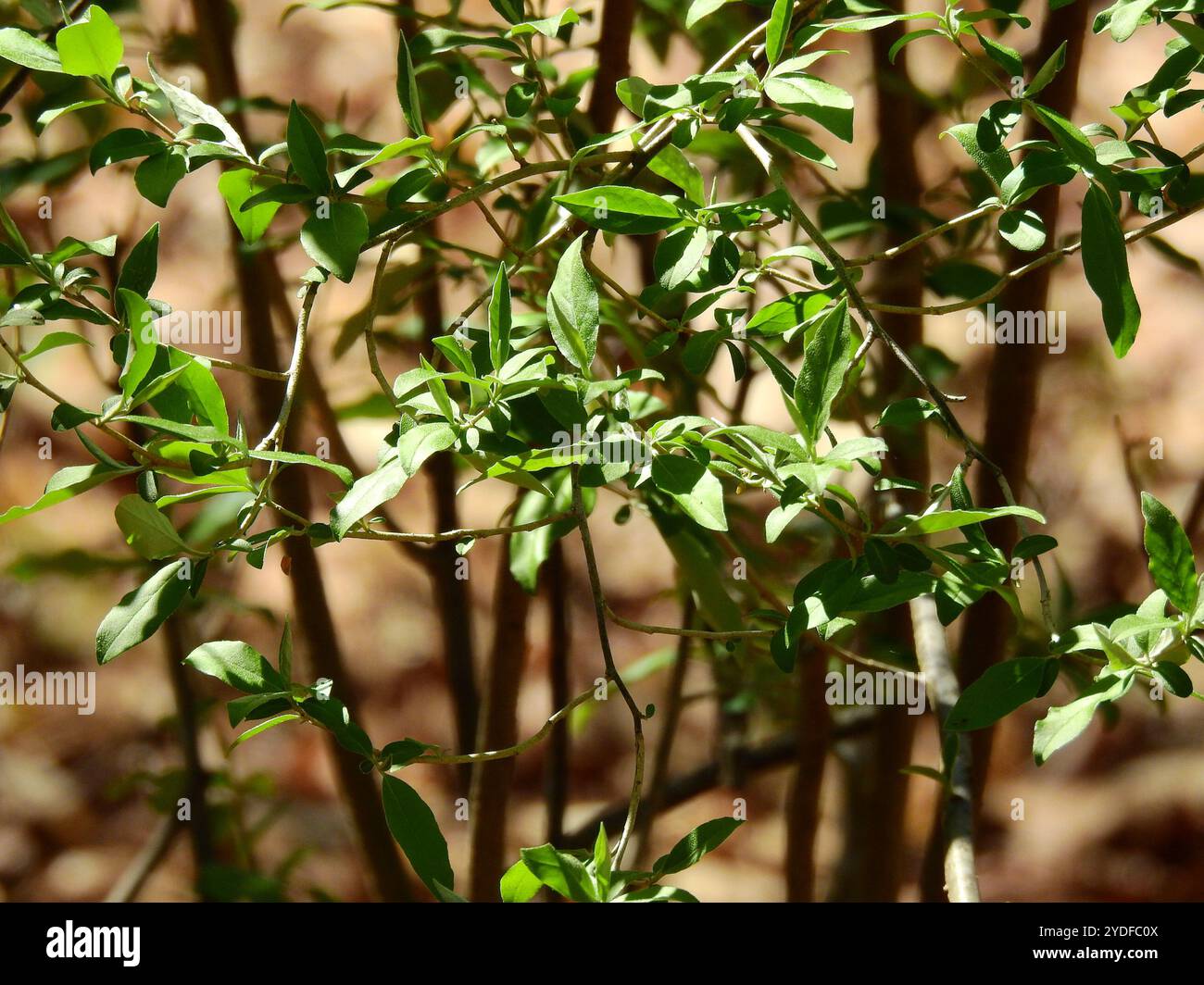 autumn olive (Elaeagnus umbellata Stock Photo - Alamy