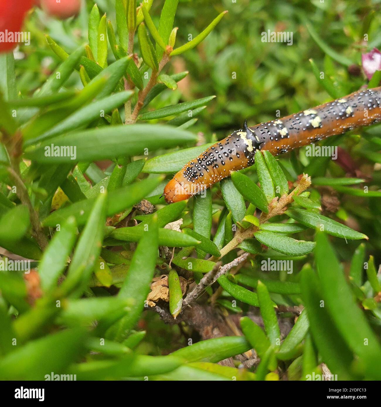 Vinaria hi-res stock photography and images - Alamy