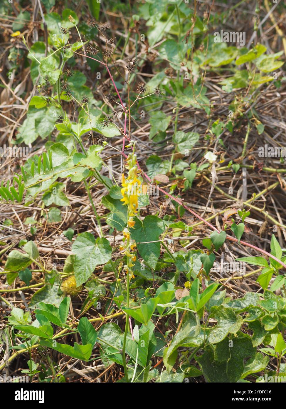 Streaked Rattlepod (Crotalaria pallida Stock Photo - Alamy