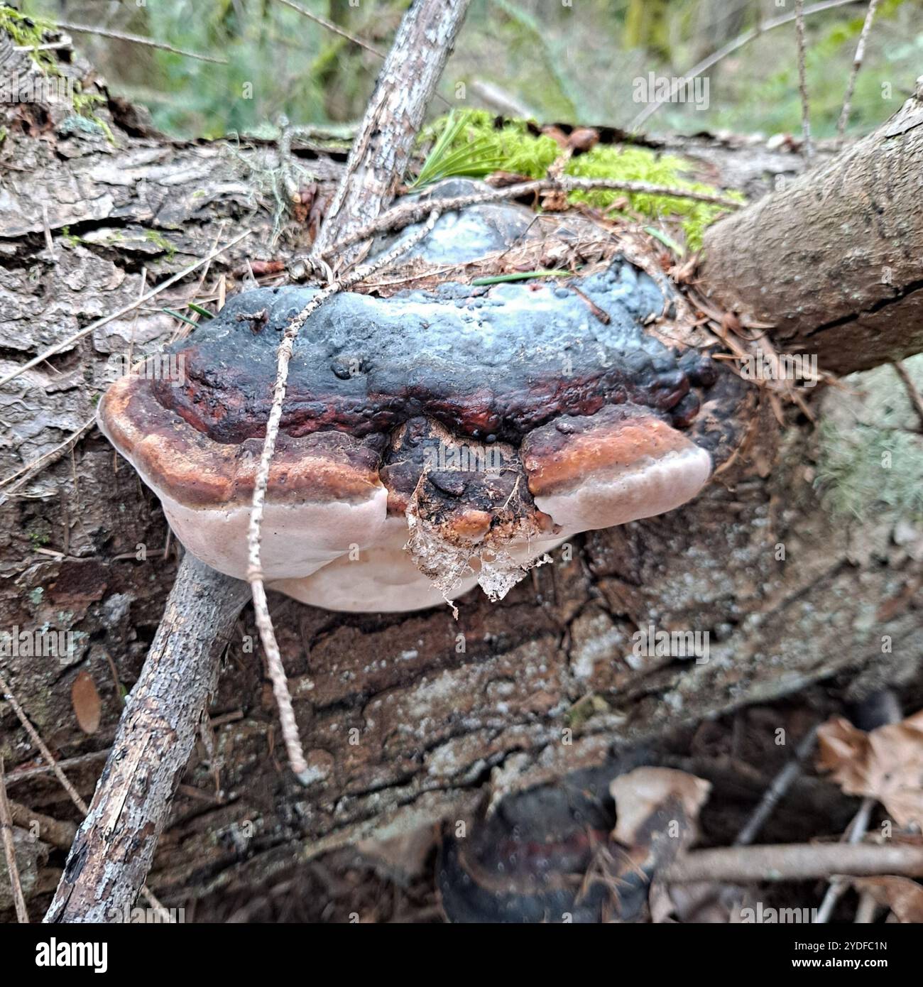 Northern Red Belt (Fomitopsis mounceae Stock Photo - Alamy