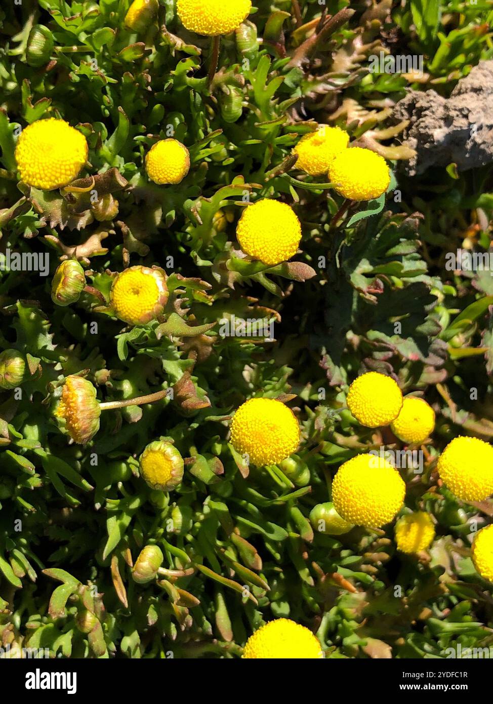 Brass Buttons (Cotula coronopifolia Stock Photo - Alamy