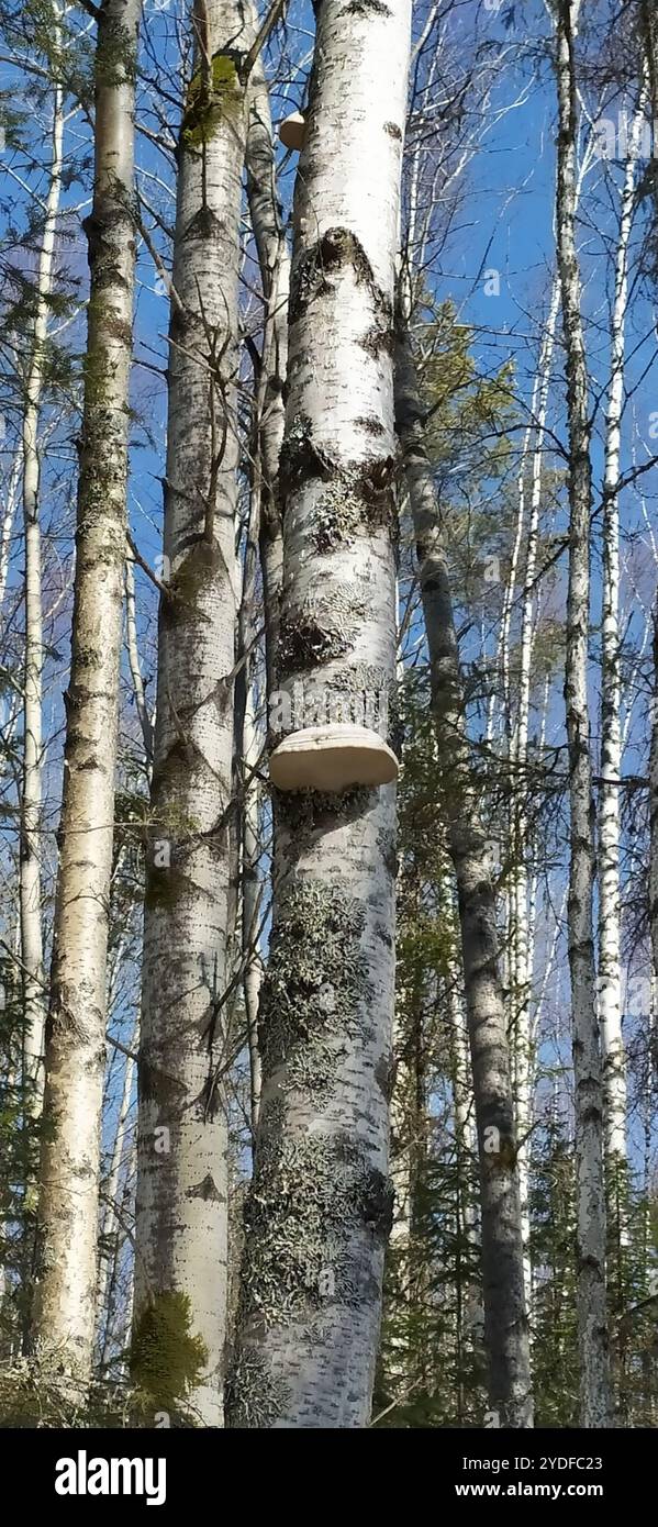 Hoof Fungus (Fomes fomentarius Stock Photo - Alamy