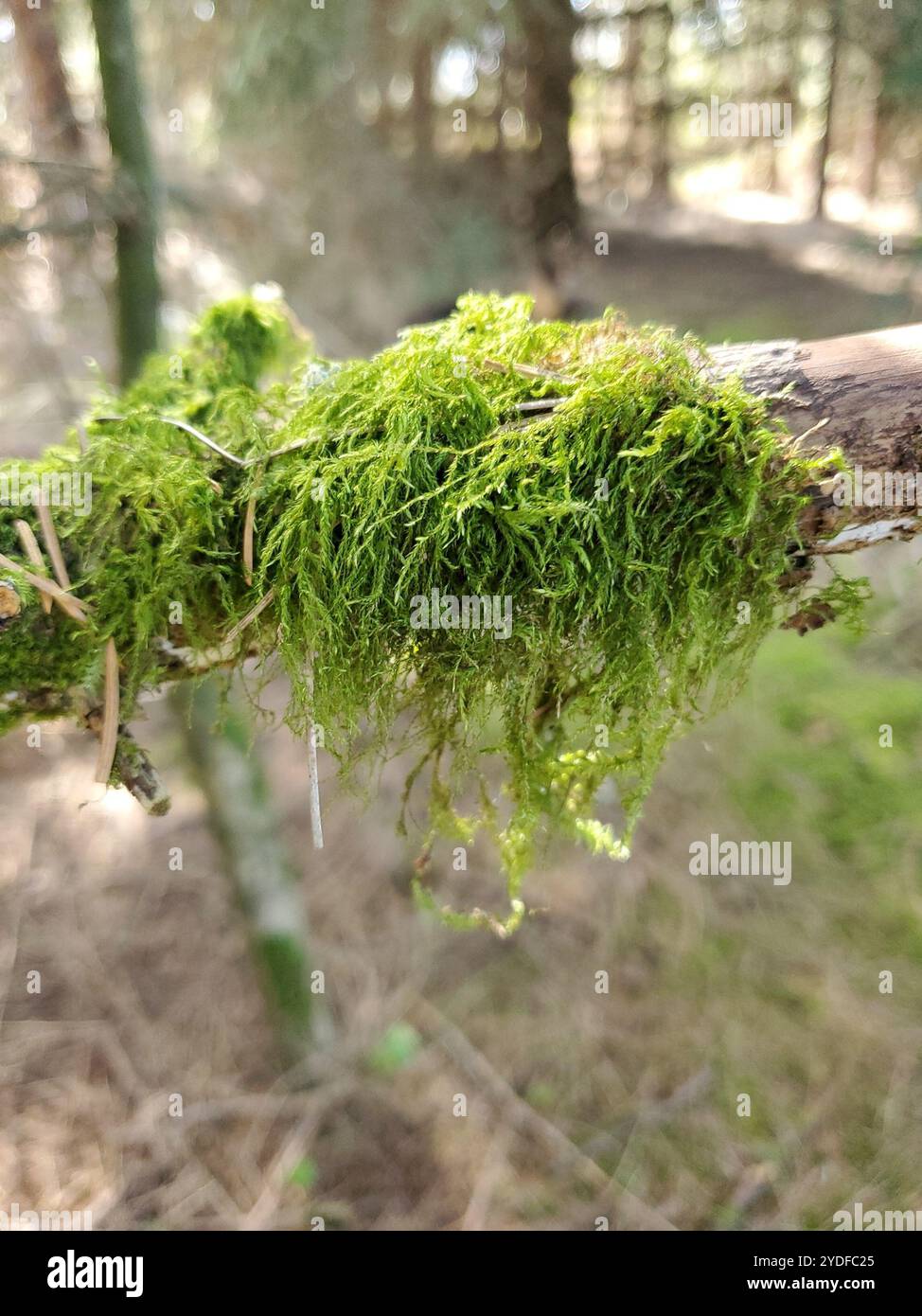 Cat's Tail Moss (Pseudisothecium stoloniferum Stock Photo - Alamy