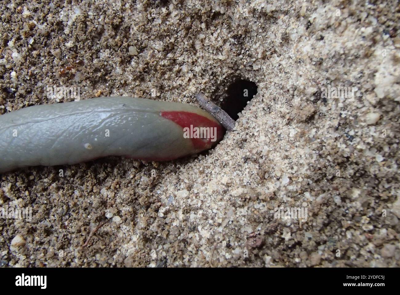 Red Triangle Slug (Triboniophorus graeffei Stock Photo - Alamy