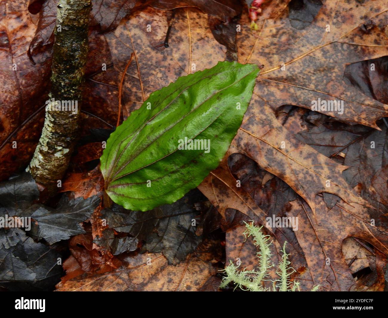 crane-fly orchid (Tipularia discolor Stock Photo - Alamy