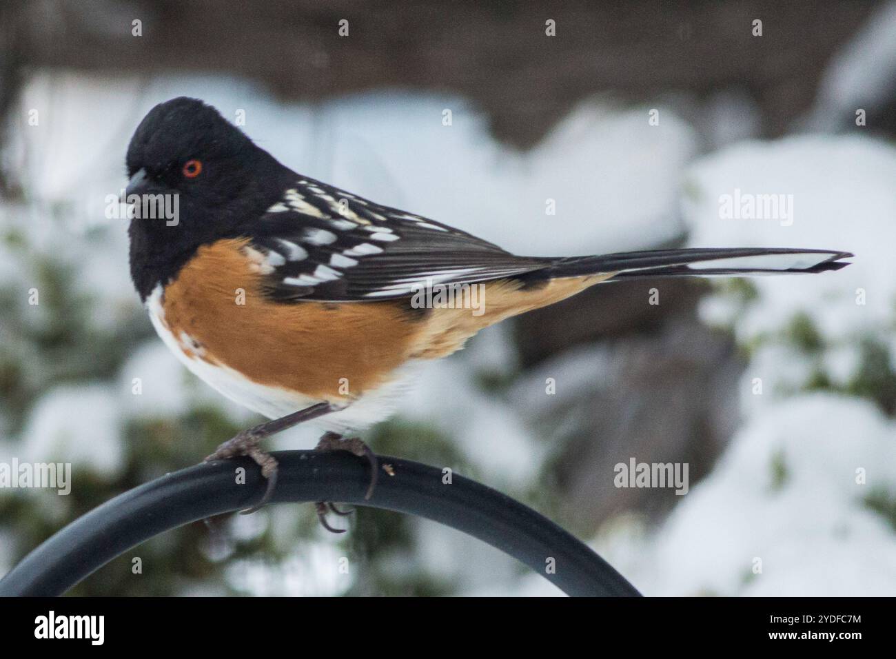 Spotted Towhee (Pipilo maculatus Stock Photo - Alamy