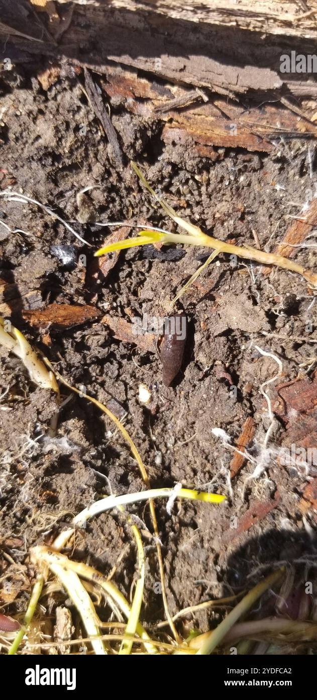 Smooth Land Slugs (Deroceras Stock Photo - Alamy