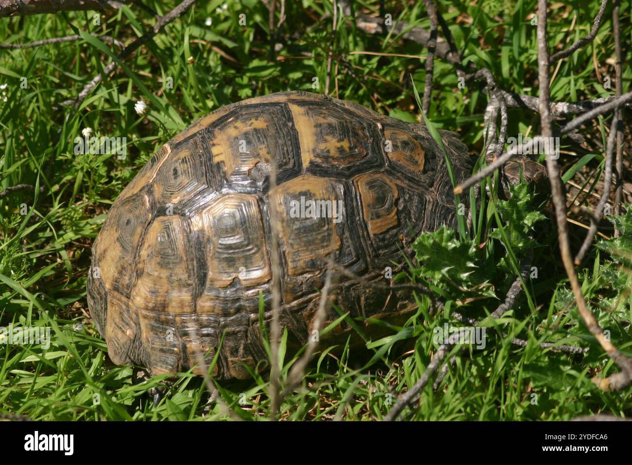 Greek Tortoise (Testudo graeca Stock Photo - Alamy