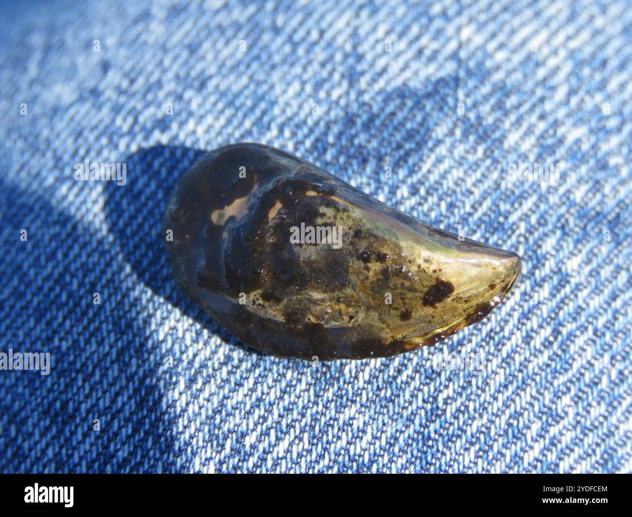 Blue Mussel Complex (Mytilus edulis Stock Photo - Alamy